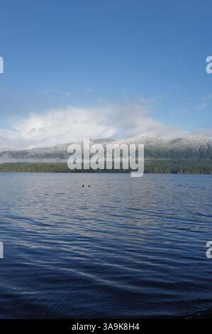 Lake Quinault Lodge At Quinault Rainforest In Olympic National Park