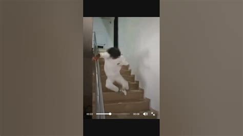 Beless 💀💀💀 Youtube