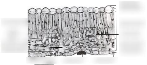Mesomorphic Leaf Diagram Quizlet