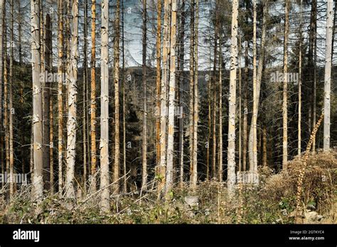 Forest Of Dead Trees Forest Dieback In The Harz National Park Germany