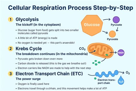 Cellular Respiration Process Step By Step Guide For Middle School