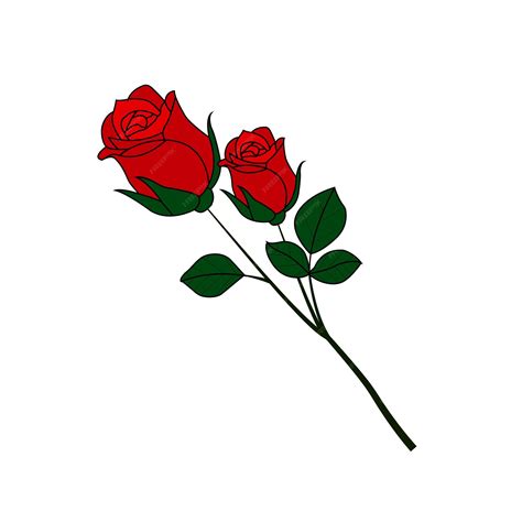 Premium Vector Deep Red Ruby Rose Flower With Green Leaves Sketch Style Vector Illustration