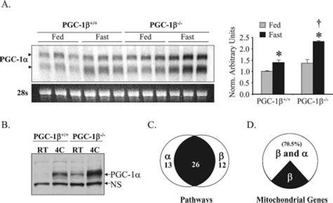 Pgc 1 And Pgc 1 Drive A Significant Subset Of Overlapping Gene