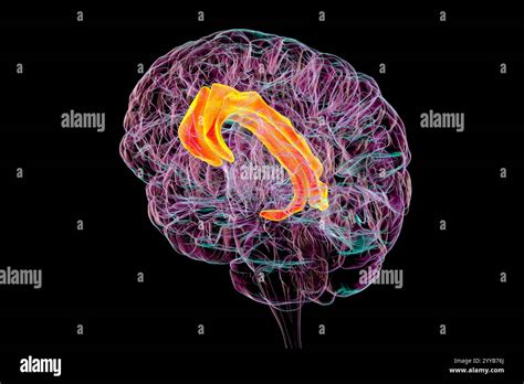 Computer Illustration Of The Human Brain Highlighting The Cingulate