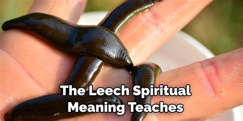 Leech Spiritual Meaning Symbolism And Totem Detailed Guide