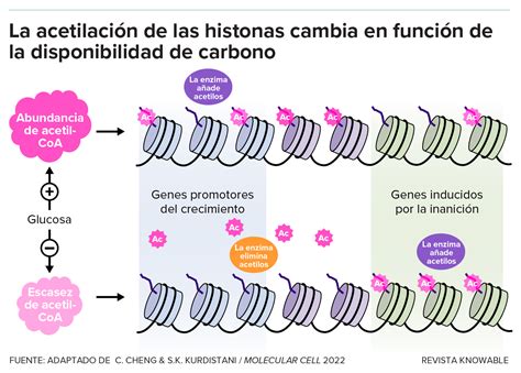 Las Histonas Podrían Estar Haciendo Mucho Más En Las Células Que
