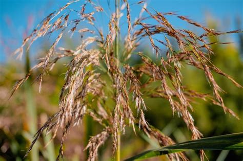 Premium Photo Green Grass Close Up Grass On The Background Of The