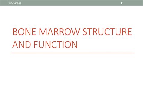 Solution Bone Marrow Structure And Function Studypool