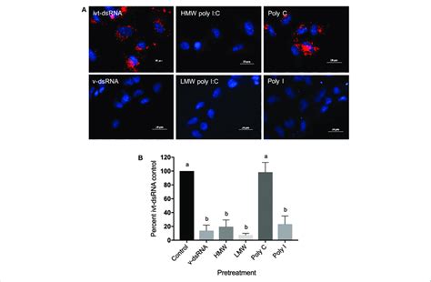 In Vitro Transcribed Dsrna Viral Dsrna And Download Scientific