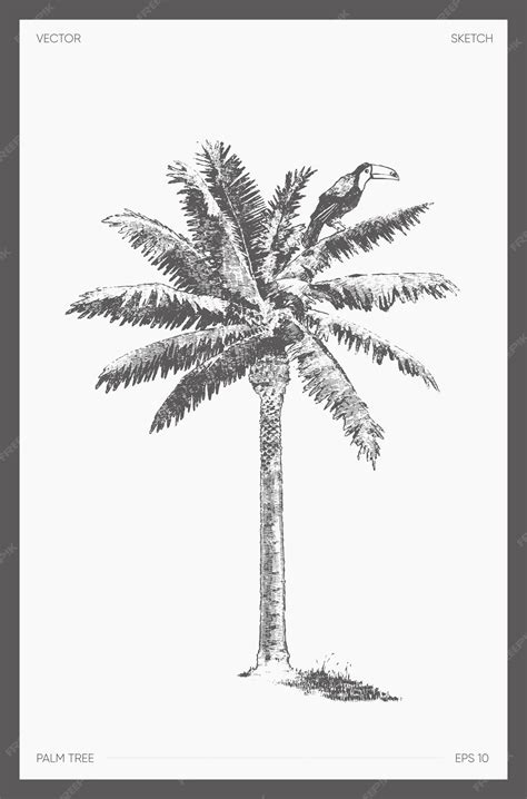 Premium Vector High Detail Hand Drawn Vector Illustration Of Palm