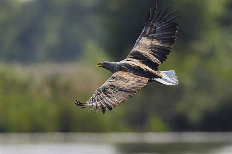 100000 Free Gliding Bird And Bird Images Pixabay