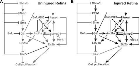 Schematic Representation Of The Gene Regulatory Network During Retina Download Scientific