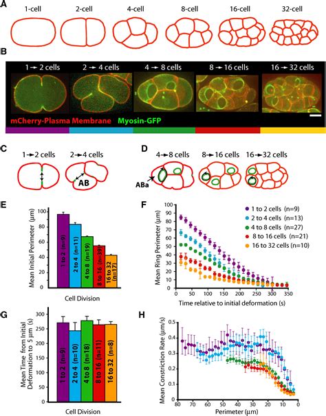 Structural Memory In The Contractile Ring Makes The Duration Of