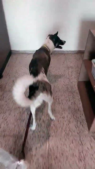 לוני בבית Youtube