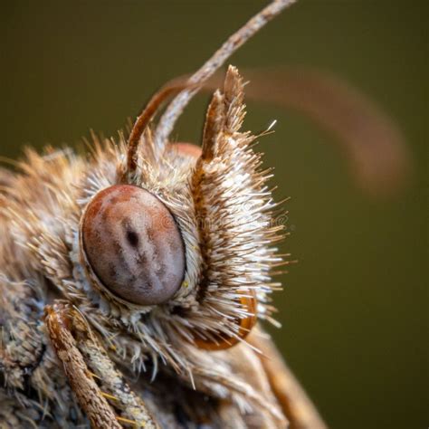 Macro View Of A Moth S Eye And Antennae Stock Illustration