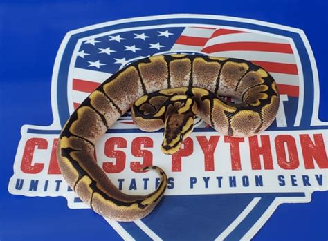 Spider 100 Het Ultramel Ball Python By 1st Class Pythons