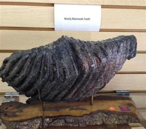 Fossil Woolly Mammoth Tarsals Fossils And Artifacts For Sale Paleo