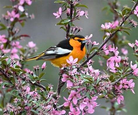 Baltimore Oriole Vs Bullocks Oriole Id Challenge Birds And Blooms