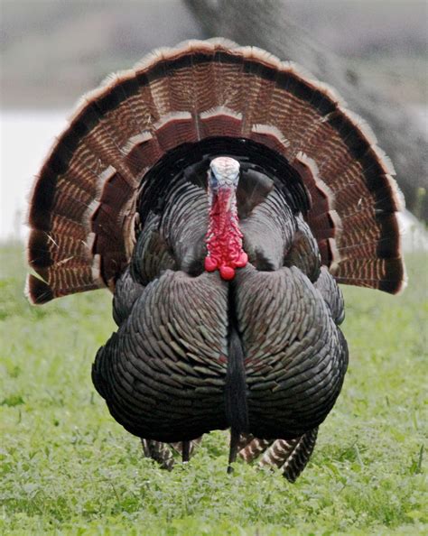 Wild Turkeys Recently Moved To Utah Wild About Utah