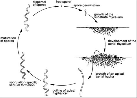 The Morphological Development Cycle Of S Coelicolor Adapted From