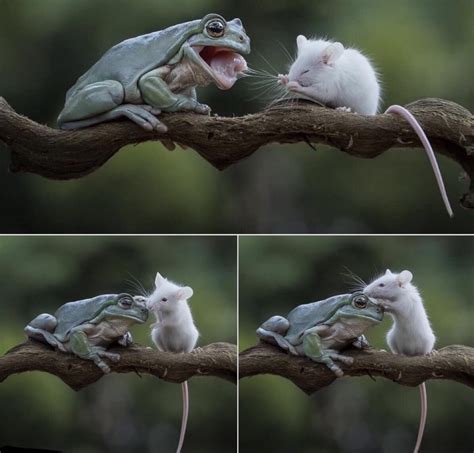 The Frog And Mouse Became Friend Pics