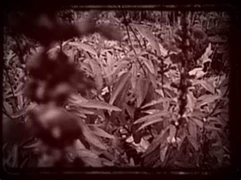 Torn Grass By Kristhos On Deviantart