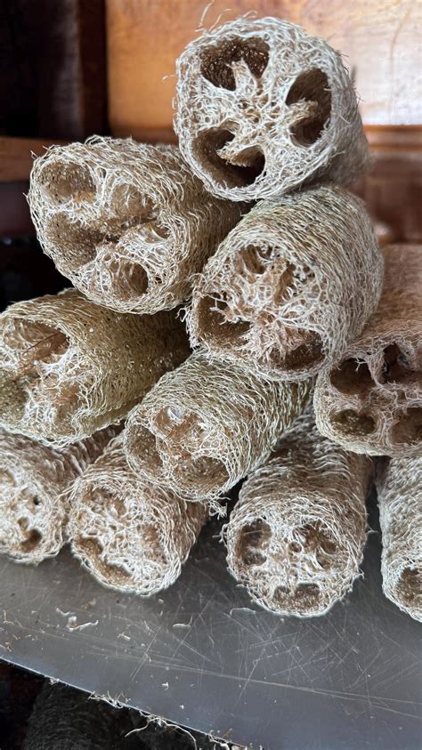 Natural Grown Luffa Sponge For Cleaning And Crafts Etsy