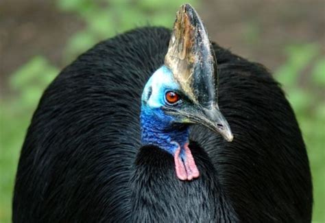 Evolution Of Flightless Birds Insights From Dna Analysis