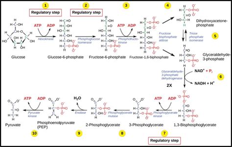 Glycolysis Definition Equation Enzymes 10 Steps Diagram