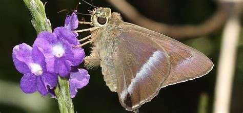 Common Banded Awl Butterfly Hasora Chromus Butterflies Of Sri Lanka