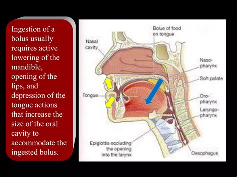 Anatomy And Neurophysiology Of Swallowing Pdf