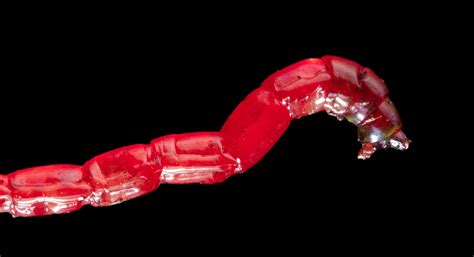 Fangs Combine Copper And Melanin For Tough Material — Biological