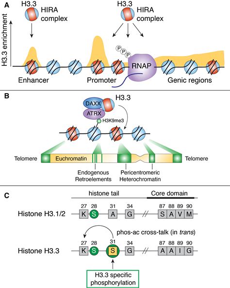 Research — Banaszynski Lab