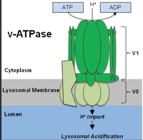 Cell Biology Lysosomes And Cellular Processing Flashcards Quizlet