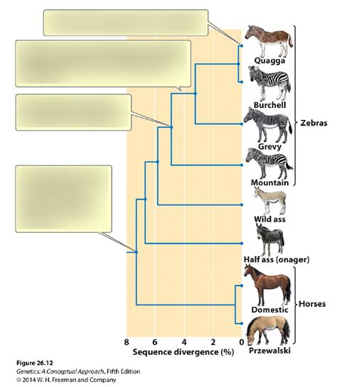 Phylogenic Tree Diagram Quizlet