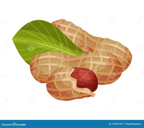 Peanut Kernel In Nutshell Isolated On White Background Vector
