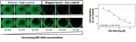 Cell Migration Assay Services Reaction Biology