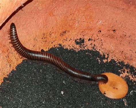 Thyropygus Sp Millipedes Generally Has 2 Pair Of Legs On Each
