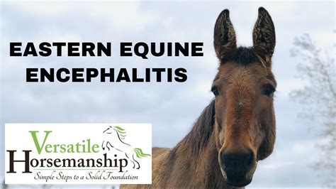 Eastern Equine Encephalitis Facts About Eee Versatile Horsemanship