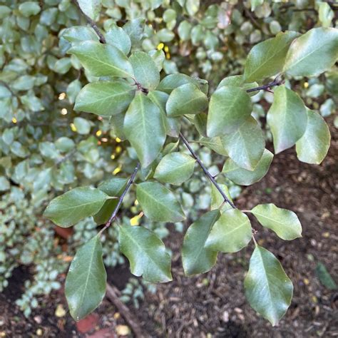 Kōhūhū Care Watering Fertilize Pruning Propagation Picturethis
