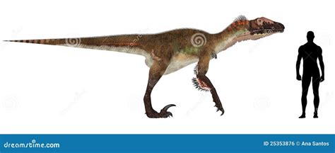 Utahraptor Size Comparison Stock Illustration Illustration Of