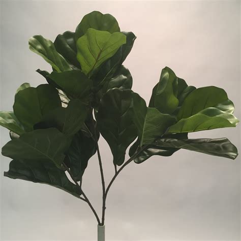 Fiddle Leaf Fig Branch Tl752dandw Silks