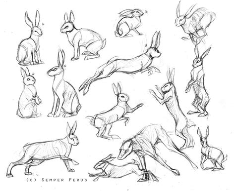 Rabbit Drawing Reference
