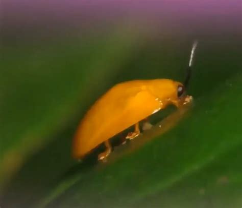 Dancing Bug Is Dancing Radventuretime