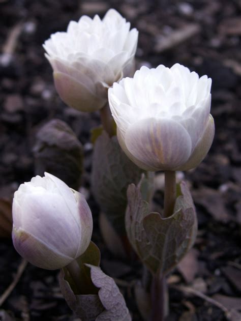Bloodroot Pith Vigor