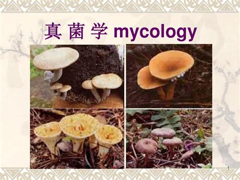 真菌 Word文档在线阅读与下载 无忧文档