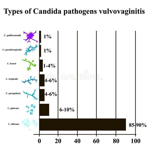 Types Candida Pathogenen Vulvovaginitis Morfologische Structuur Van Het Candidatype