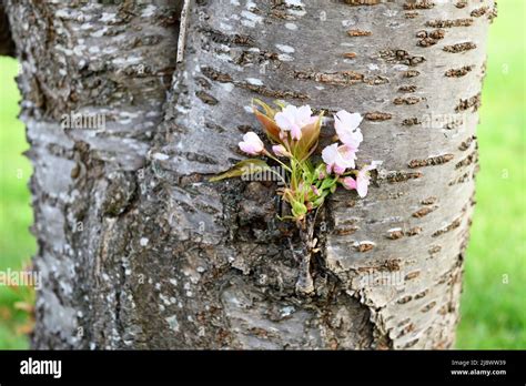 Epicormic Shoot Growing From Trunk Of A Tree Hook Norton Oxfordshire