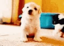 Cute Puppy S Tenor