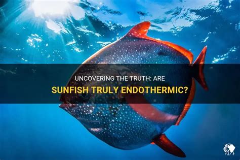 Uncovering The Truth Are Sunfish Truly Endothermic Petshun
